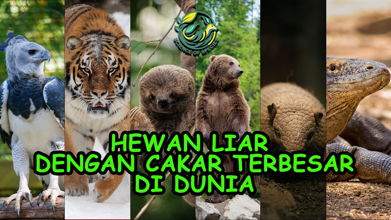 7 Hewan Liar dengan Cakar terbesar di Dunia Versi Science Of Species # ...