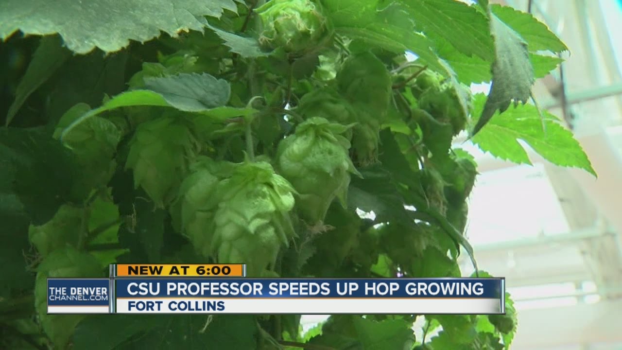 CSU professor speeds up hop growing - YouTube