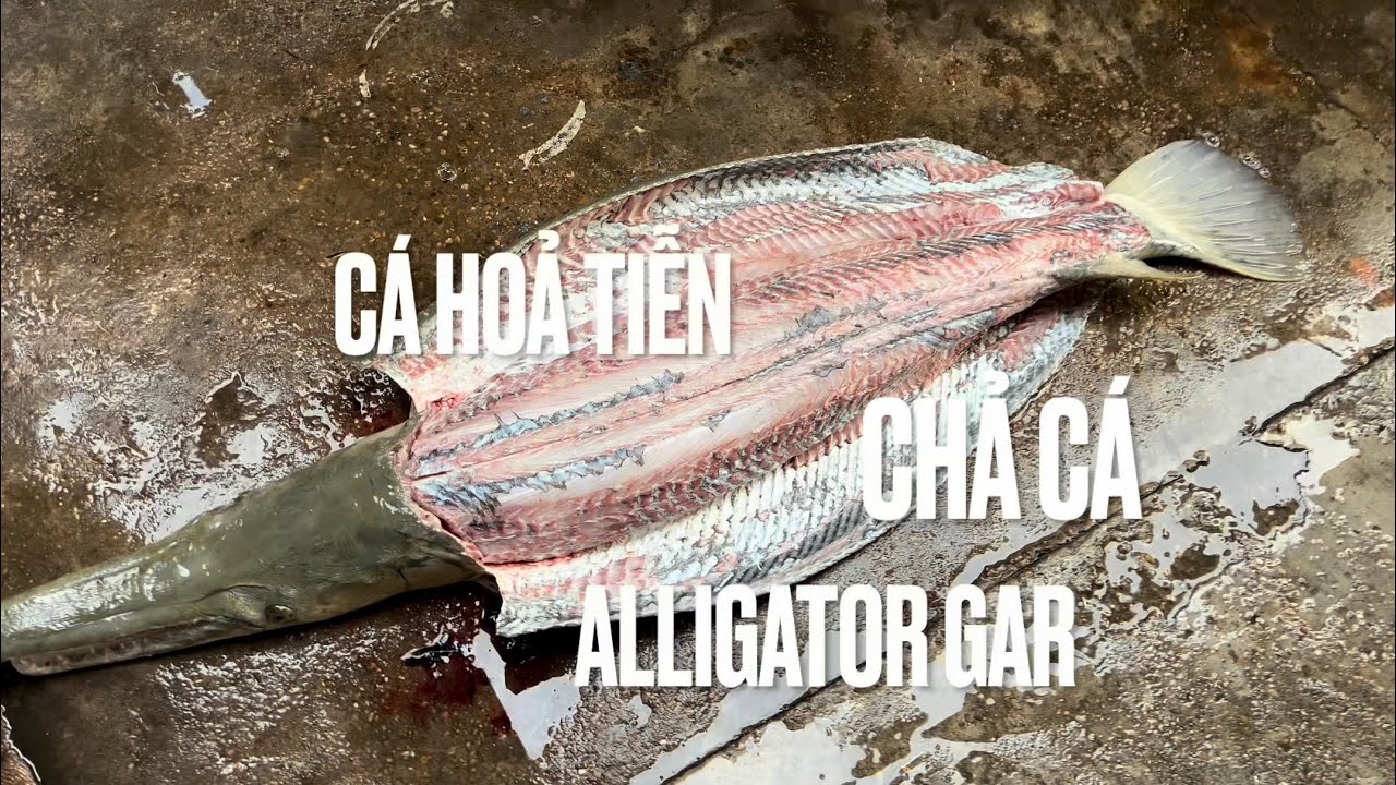 258🎣 Clean & Cook alligator gar,( cá hoả tiễn làm chả cá, ở Hoa Kỳ ...