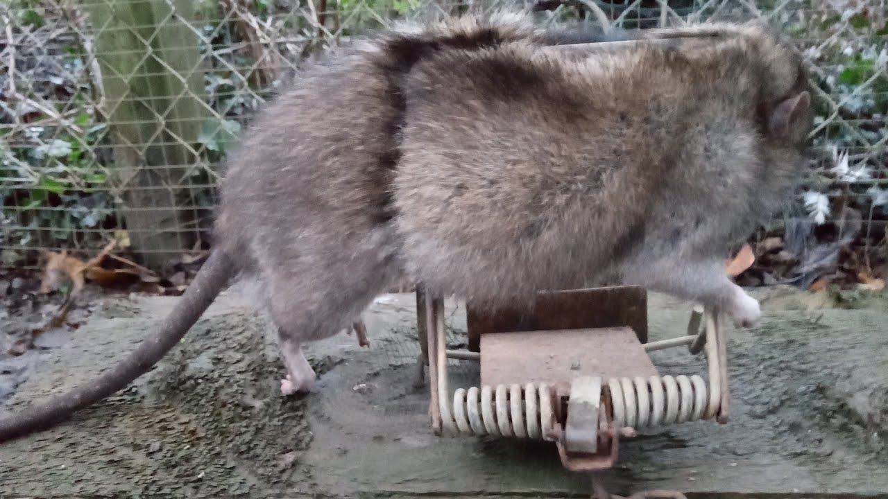 How I set a fenn trap for rats - YouTube