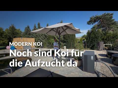 Zu Besuch bei Matze bei Koi Zossen: So lief die Saison | Modern Koi Blog #8325