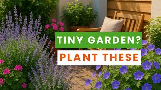 6 Low Maintenance Plants Perfect for Small Gardens and Balconies