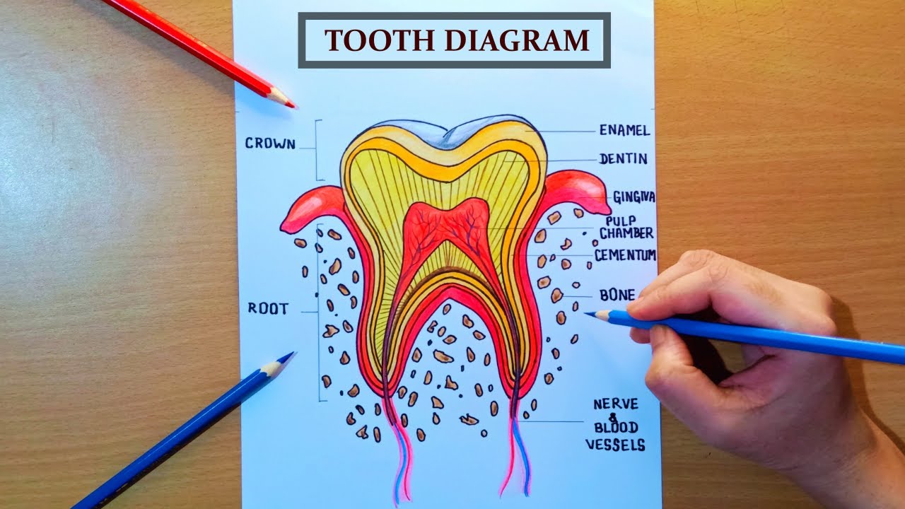 Tooth Diagram Drawing || How to draw tooth anatomy diagram step by step ...