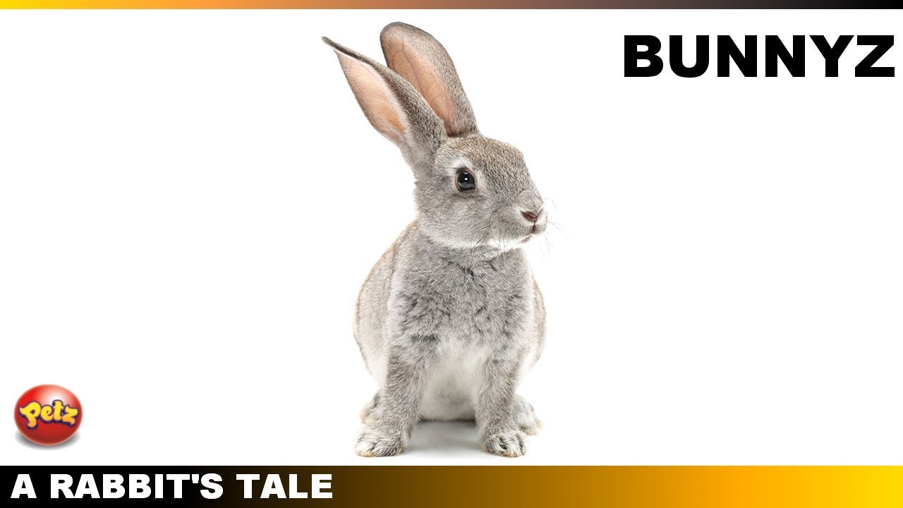 I Can Haz Bunny? | LETS PLAY: Bunnyz - YouTube