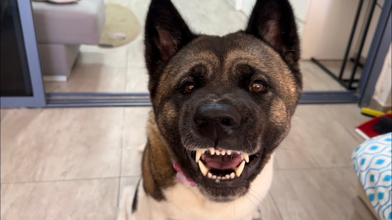 Funny Akita smiles from ear to ear with his Favorite treat - Dog grin ...