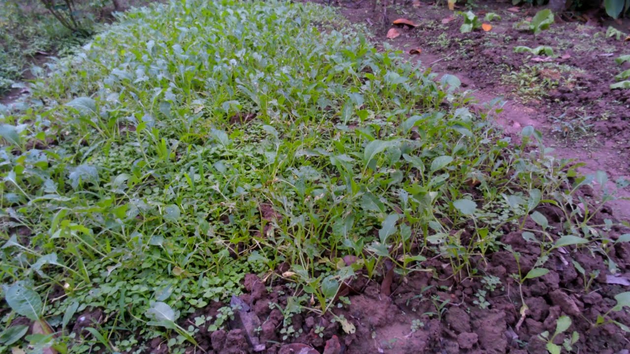 (Tập 17) Côn Lôn Vô Địch Phàm Nhân - Ranh giới Tiên, Phàm | Truyện Tiên ...