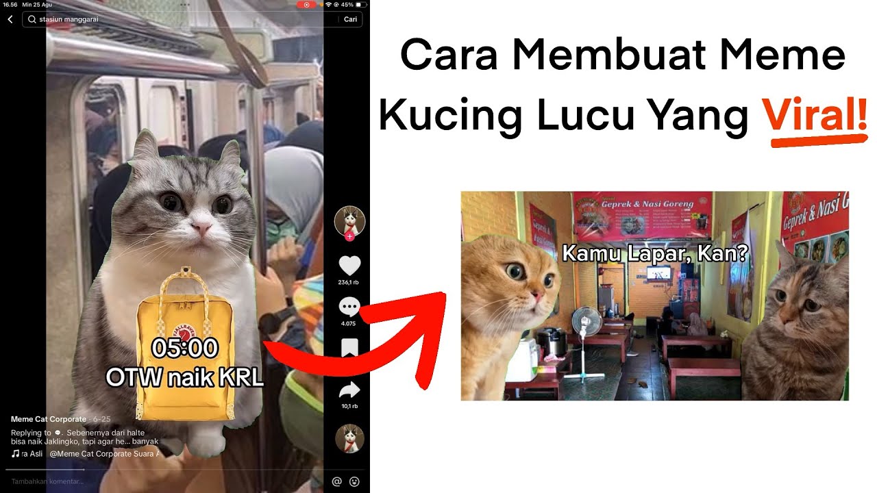 Cara Membuat Video Meme Kucing Lucu Yang Viral Ternyata Gampang Banget ...