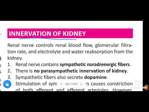 Innervation of Kidney - YouTube