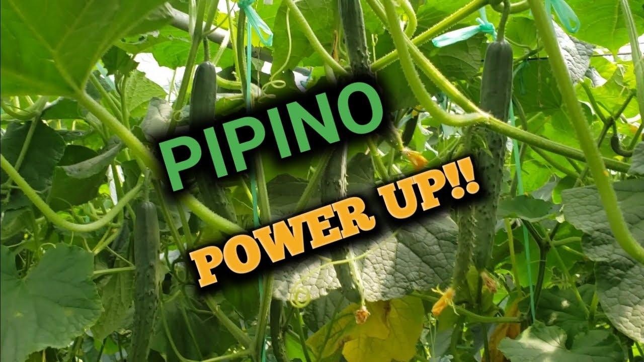 Pipino Lifespan Paano Pahabain Tips. - YouTube