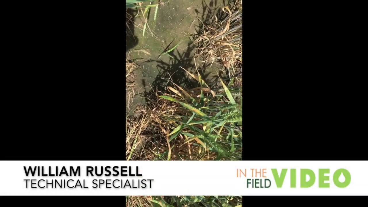 How To Protect Your Spring Wheat from Bunt Disease - YouTube