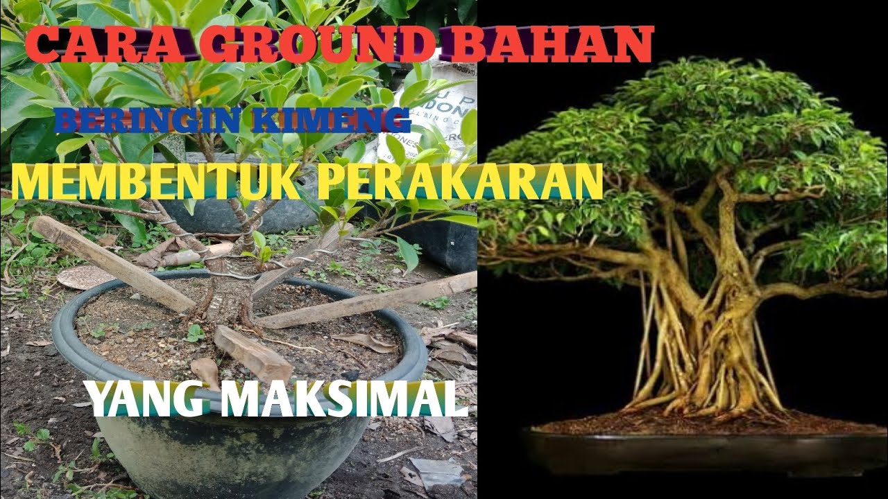 Program Batang Dan Akar Bonsai Beringin Kimeng Dengan Cara (GROUNDING) Paling Cepat untuk ...
