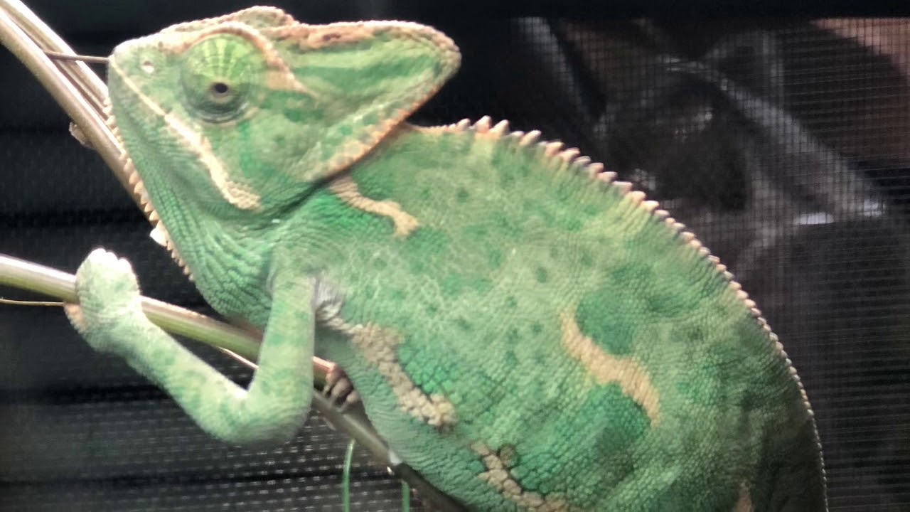 Chameleon shedding - YouTube