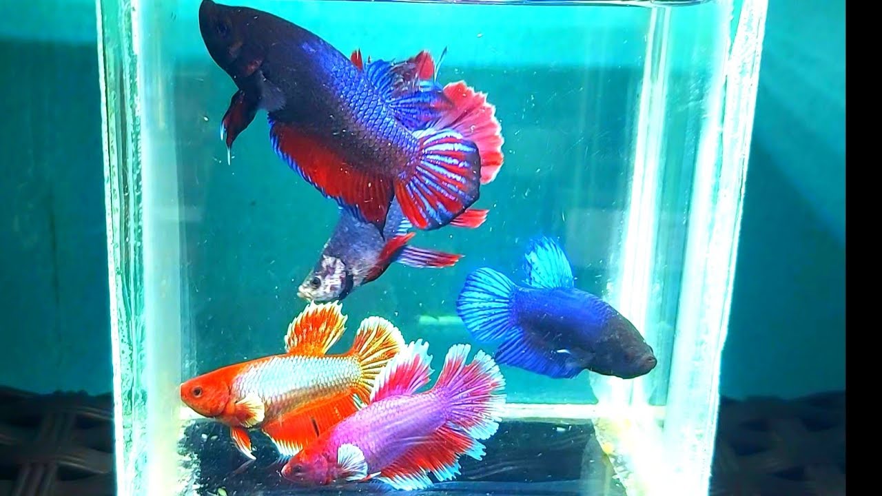 adu ikan cupang bagan blue,ikan laga,beli ikan cupang di tokopedia ...