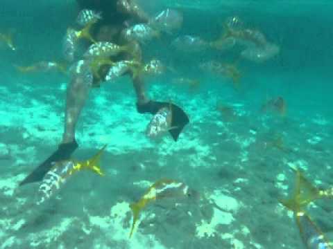 Snorkeling In Coco Cay Bahamas, Part 1 - YouTube
