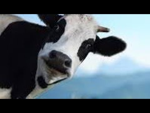 İnek Sesleri Gerçek İnek Sesi
