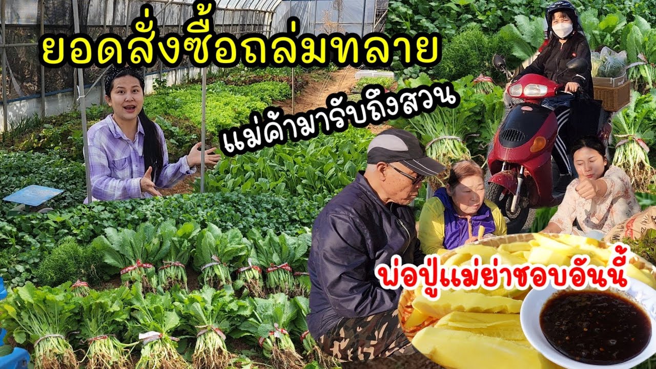 EP.645 ยอดสั่งซื้อผักไทยทล่มทลาย เเต่ขายได้เเค่10คน เเถมมีเเม่ค้ามารับ ...