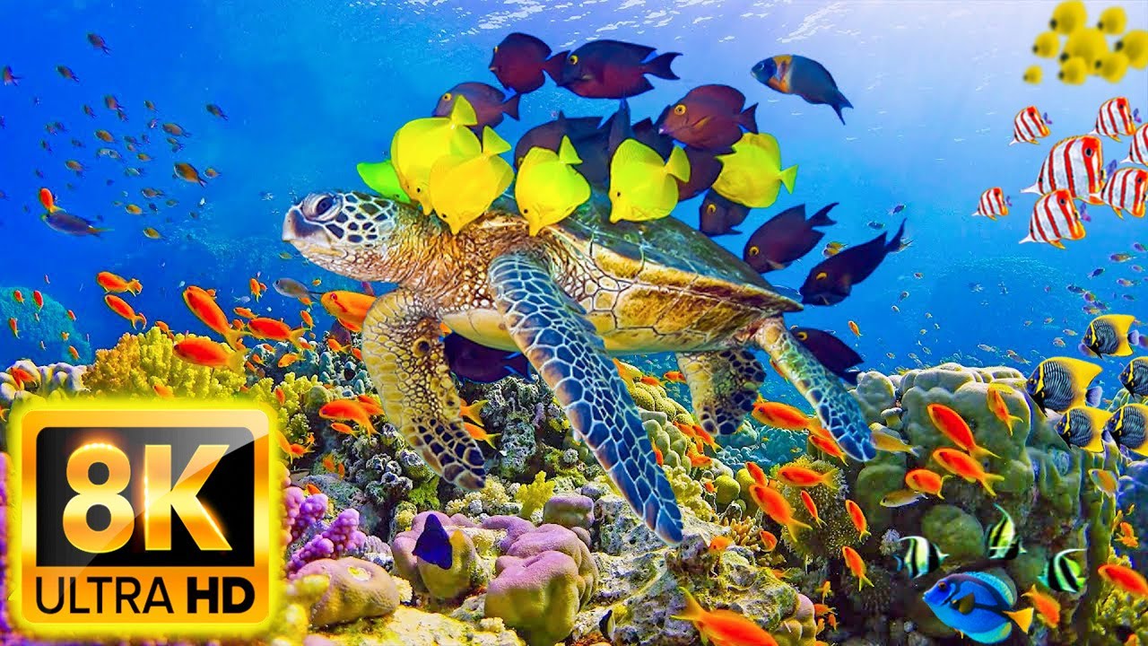 Aquarium 8K VIDEO ULTRA HD - Sea Animals for Relaxation, Beautiful ...