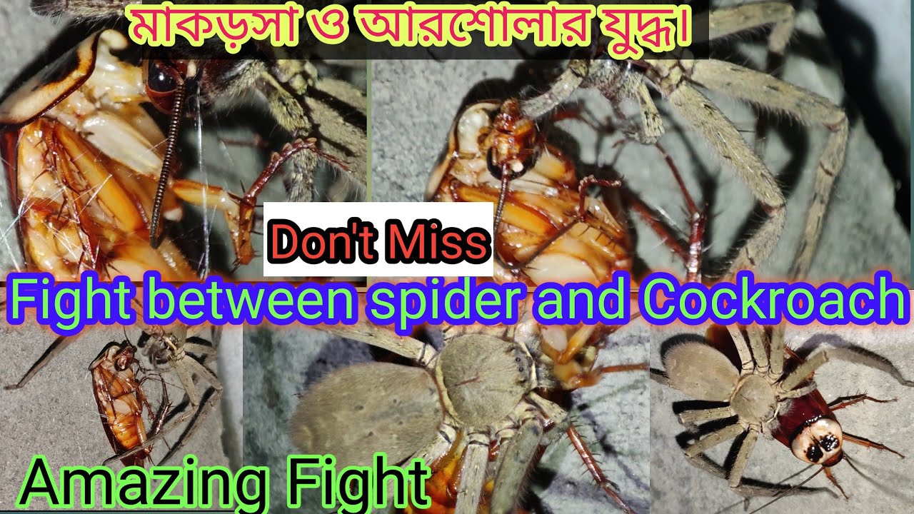Spider vs Cockroach Fight|Spider Eats Cockroach মাকড়সা আরশোলার যুদ্ধ ...
