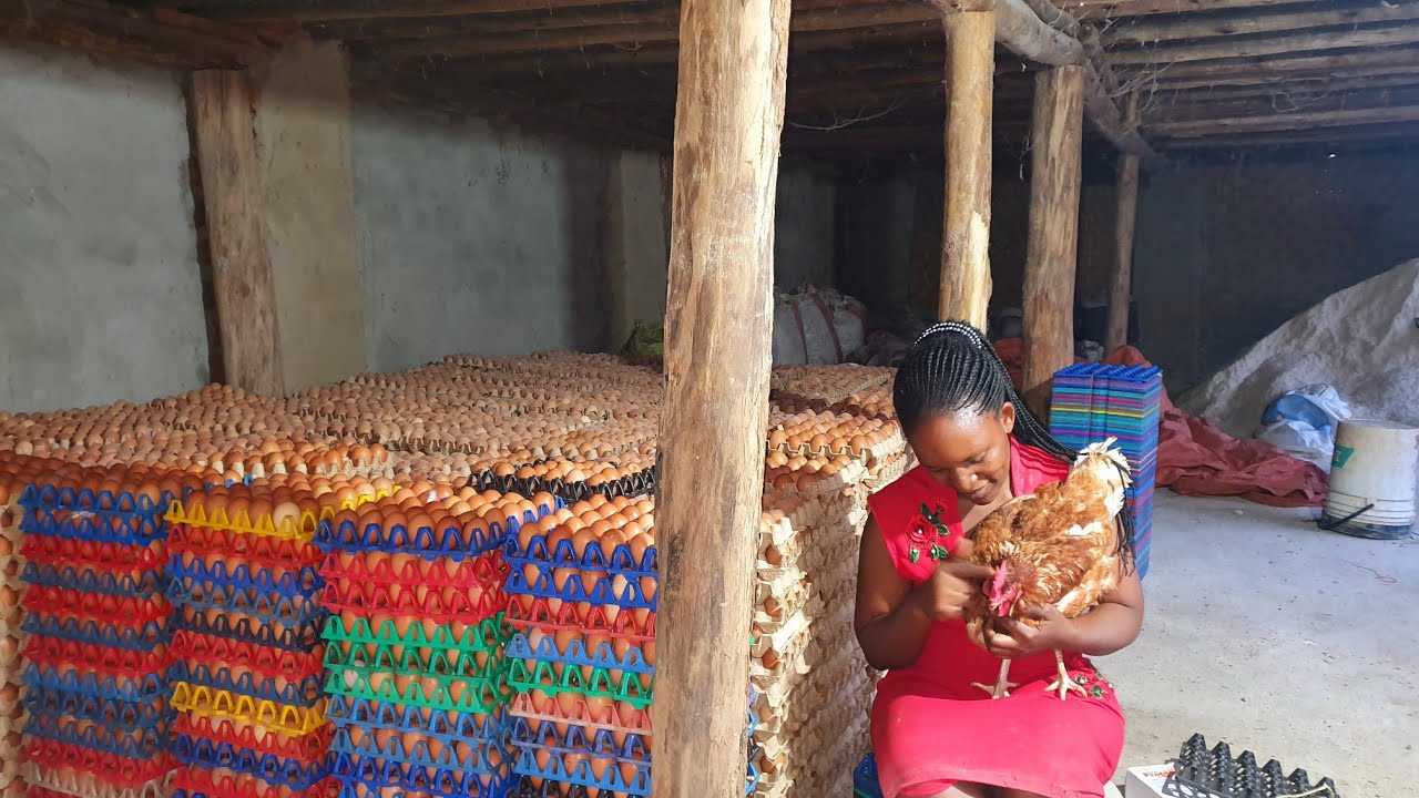 Chicken Farm; How to raise laying hens with daily egg harvest. poultry ...