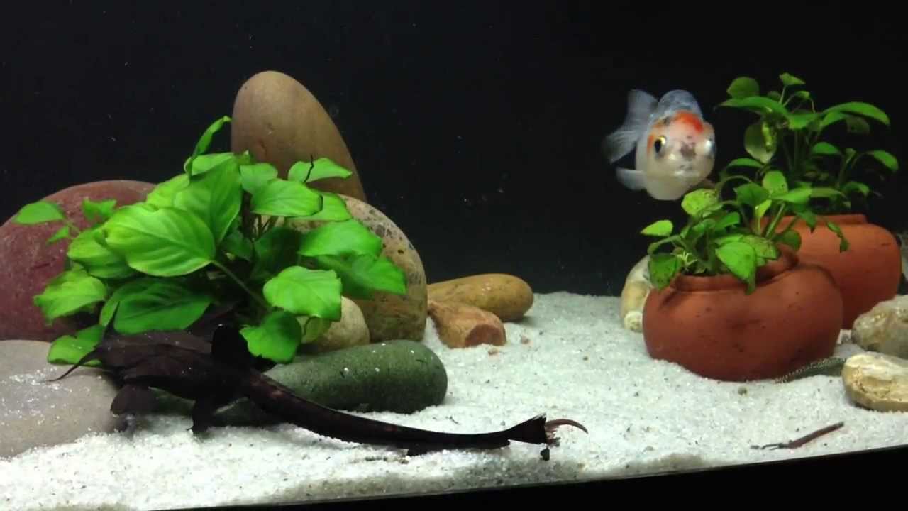 Eel tailed Banjo catfish, Oranda, and ranchu (42 gal) - YouTube
