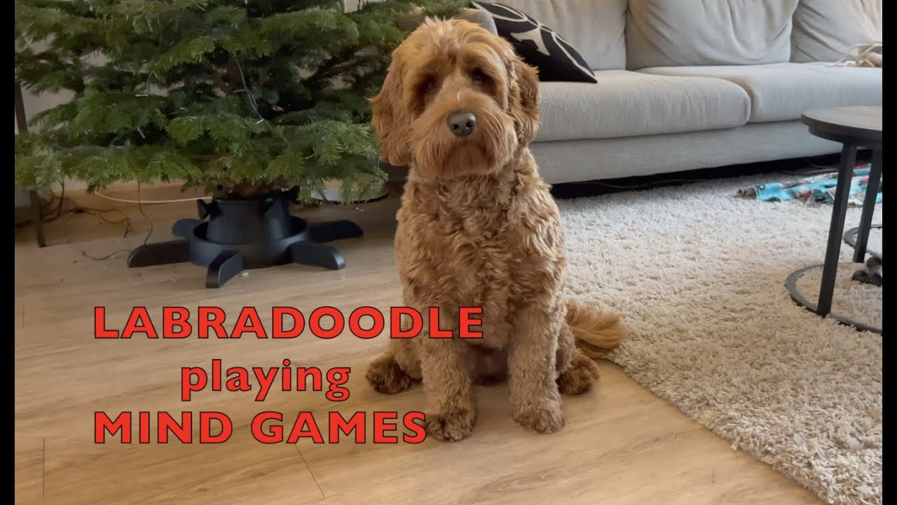 Labradoodle solving puzzles! - YouTube