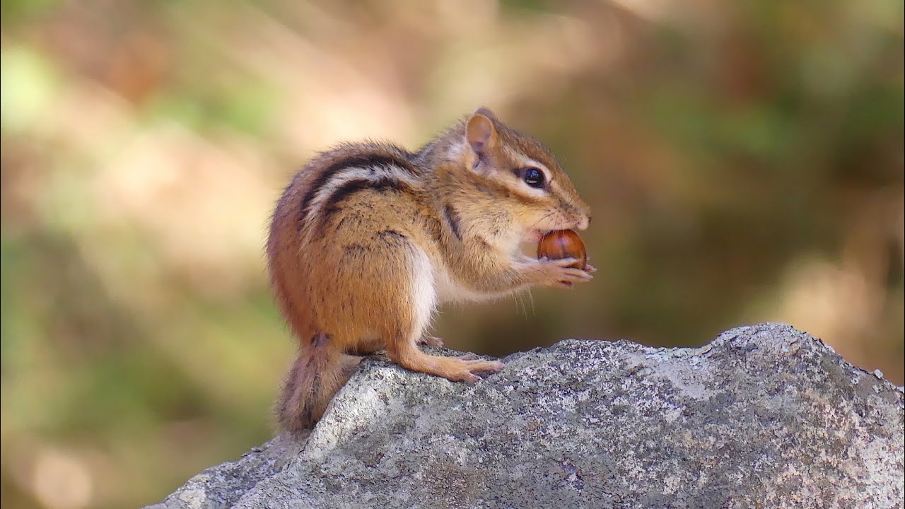 Animals Feasting and Hoarding Food for Long Winter Months - YouTube