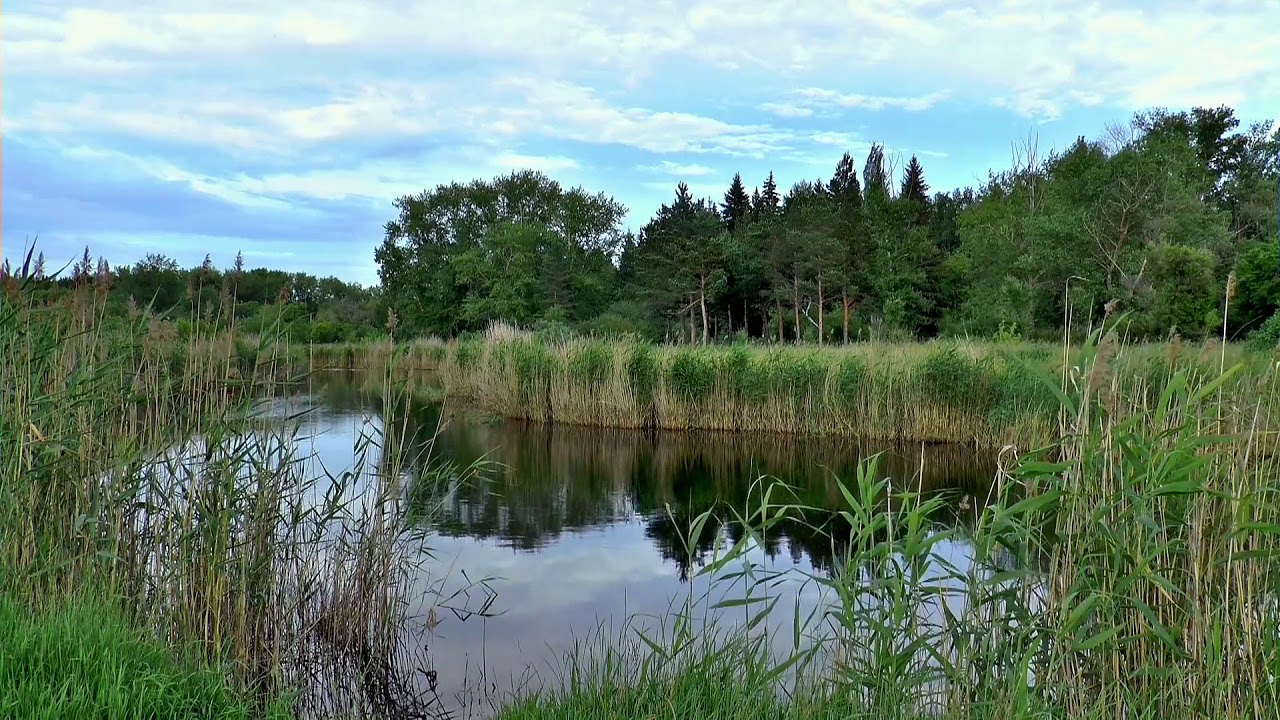 Green Nature - Free Stock Creative Commons Video - YouTube