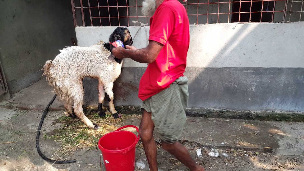 Big beeder ready to fresh in sunny day - YouTube