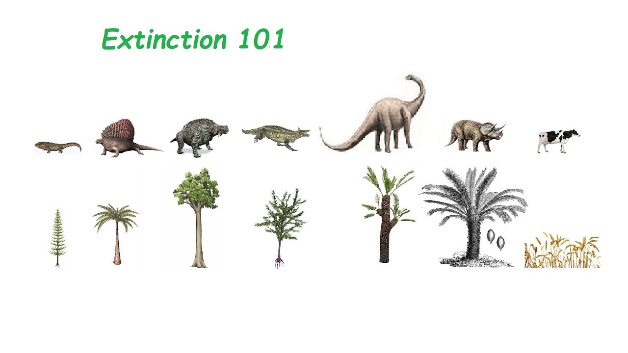 Extinction 101 - YouTube