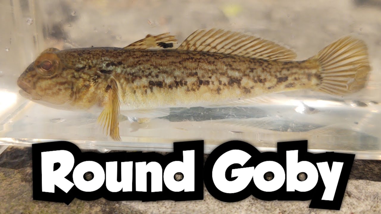 Catching Invasive Micros | Round Goby | Illinois Microfishing - YouTube