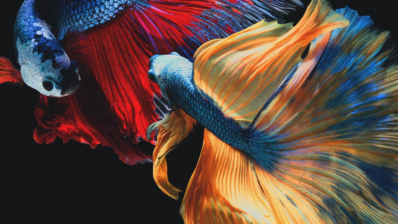 Victor Lundberg - Tell Me Should I've Known - YouTube Music