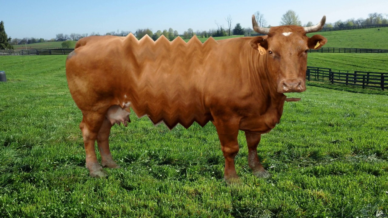 Bertha The Accordion Cow - YouTube