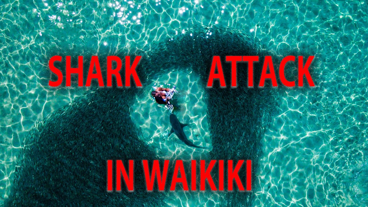 Shark Attack at Waikiki, Kaimana Beach |ワイキキにサメ!| (Fake) - YouTube
