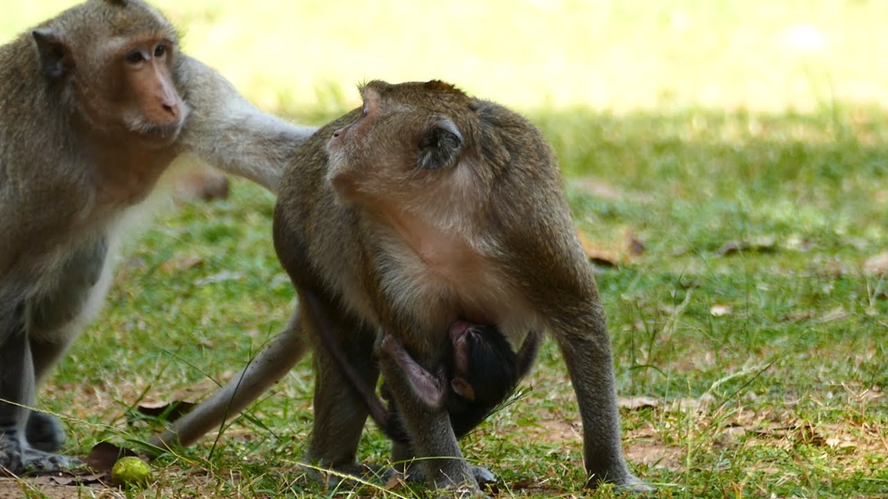 Why? What did you doing King Monkey and mummy marri. Look son Mateo ...