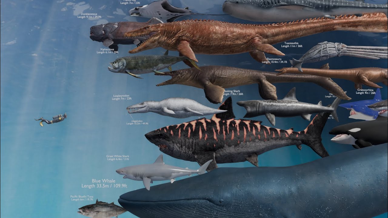 Sea Monsters Size Comparison | 3D Animation 2025 - YouTube