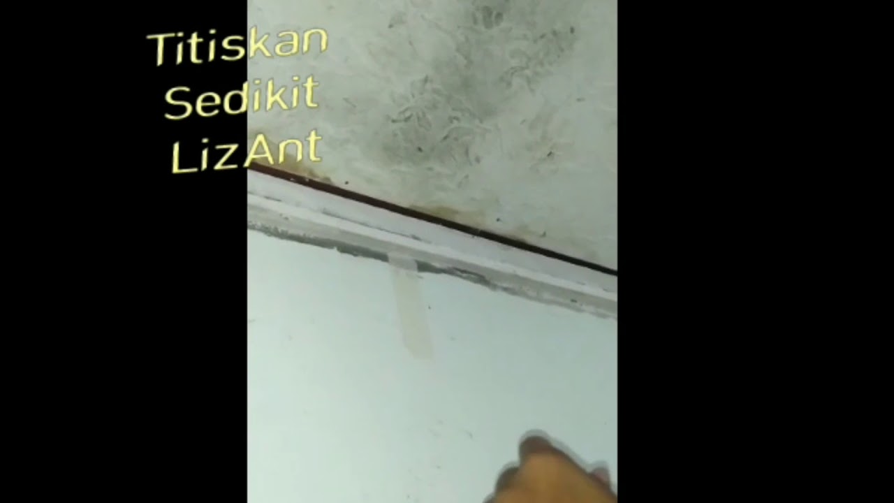 Cara menghapuskan cicak paling berkesan / Lizard Solution - YouTube