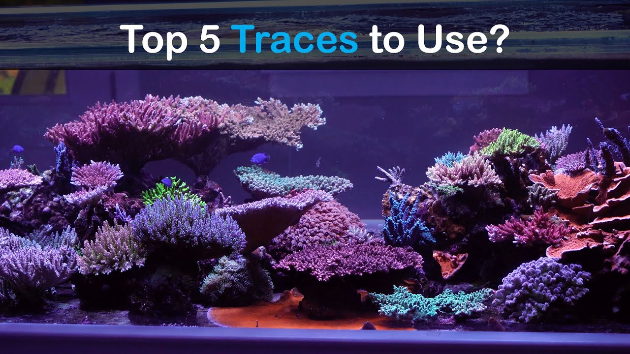 Most Important Trace Elements For Corals? - YouTube