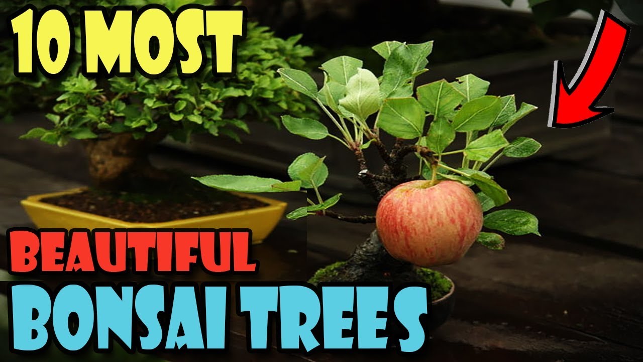 10 Most Beautiful Bonsai Trees Ever || Amazing World - YouTube