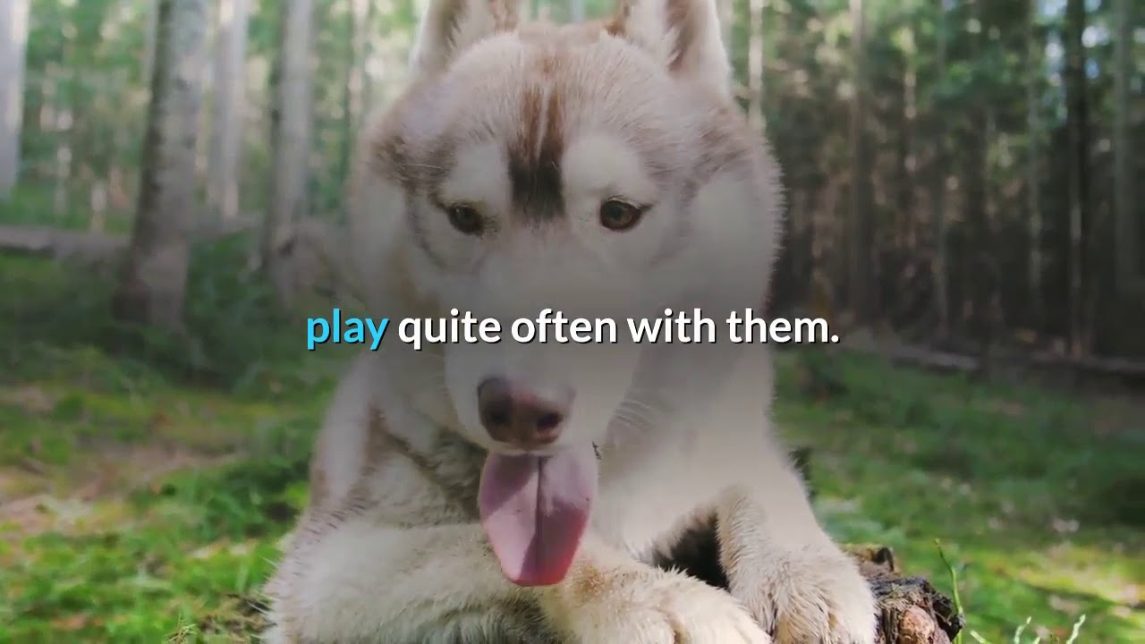 common-dog-training-problems-youtube