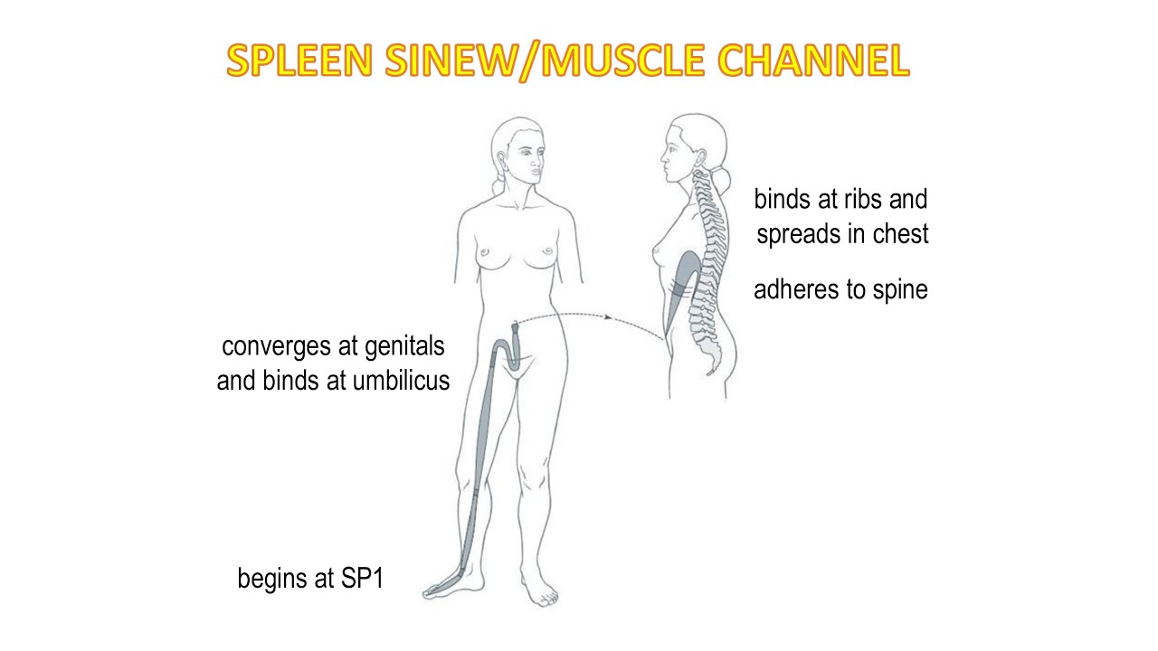 SPLEEN SINEW/MUSCLE CHANNEL - YouTube