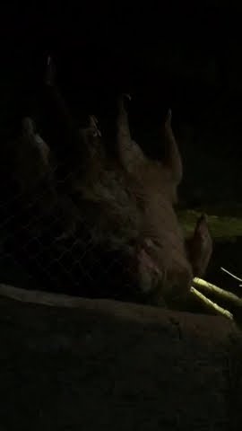 3-toed sloth doing pull ups - YouTube