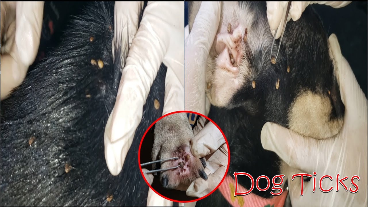 Dog's Health at Risk Due to Extensive Tick Infestation - YouTube