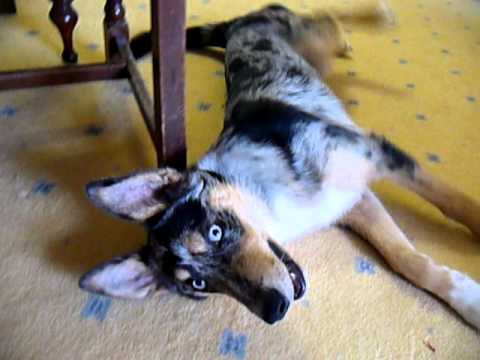 Siberian husky x blue merle collie puppy tricks 'speak' - YouTube