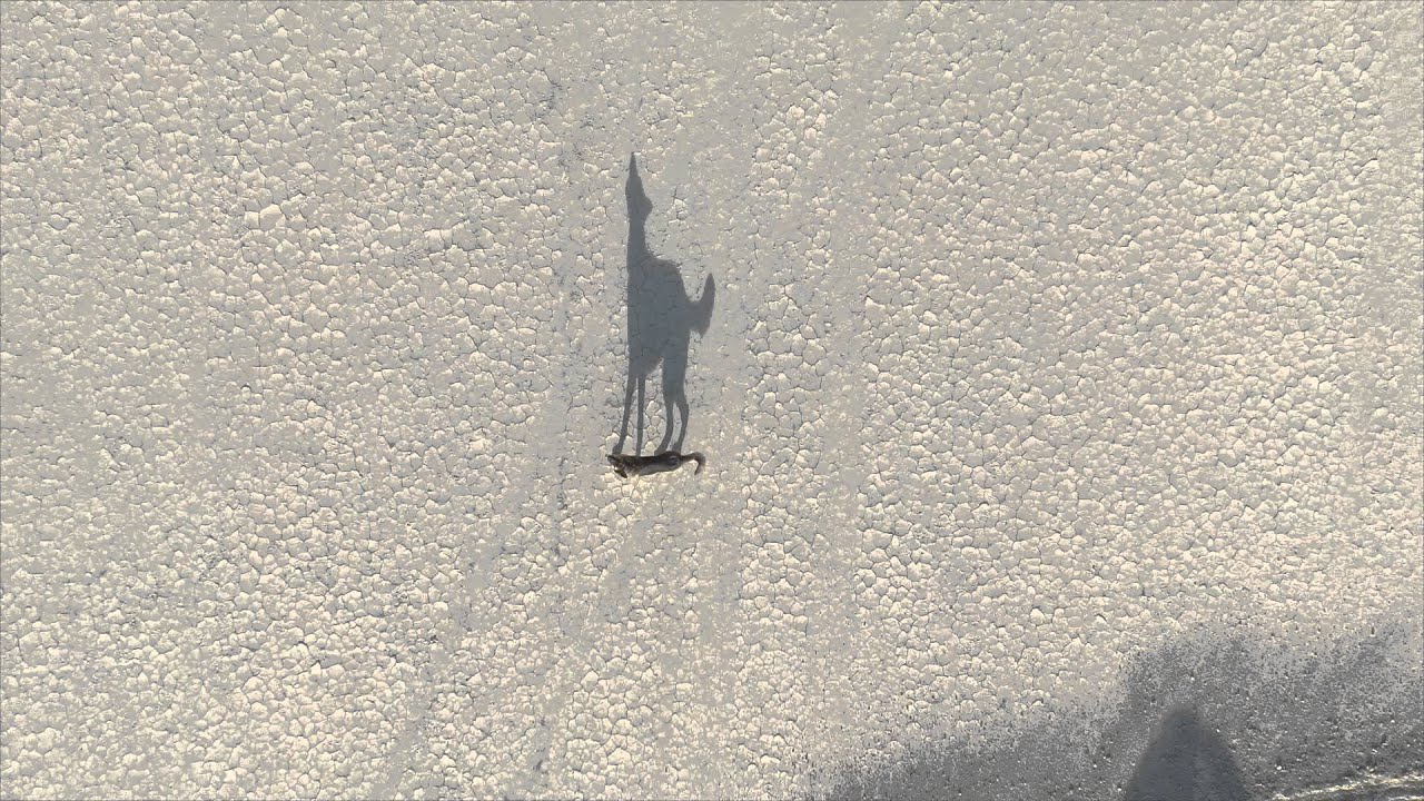 Awesome German Shepherd Shadow - YouTube