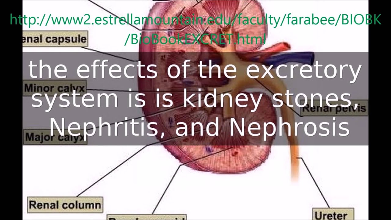Human Body Project, Mrs. Diver Period 4 Honors Biology - YouTube
