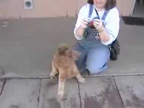 Danny, the Dandy Cocker Spaniel boy! - YouTube