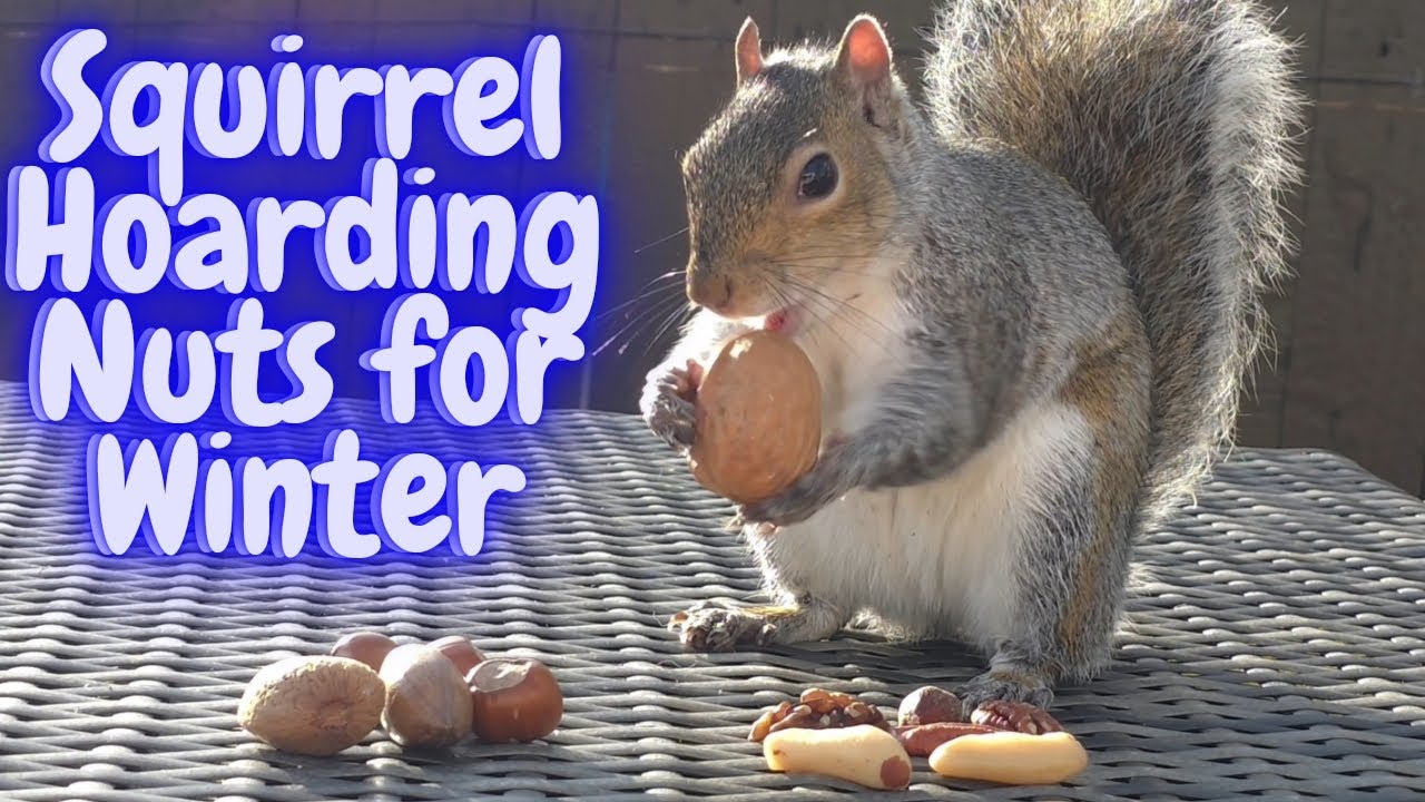 Squirrel Hoarding: Nature's Most Adorable Survival Strategy - YouTube