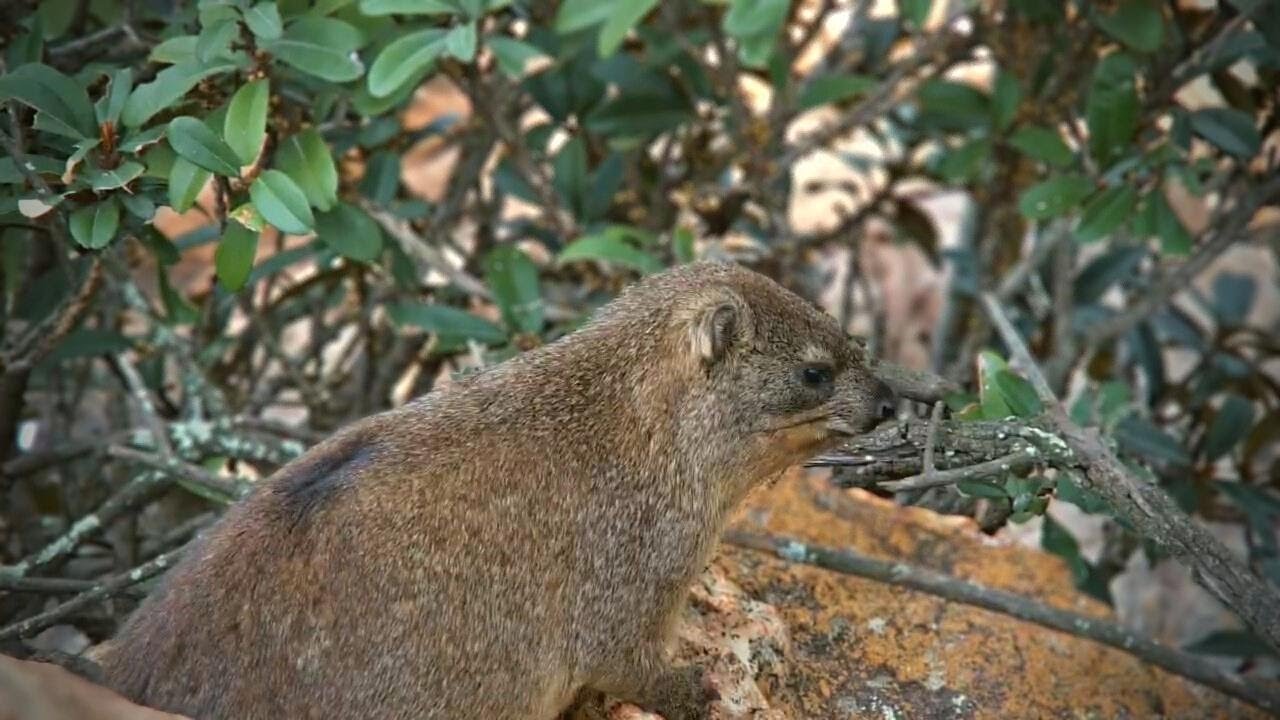 Rock Hyrax Family at Home - YouTube