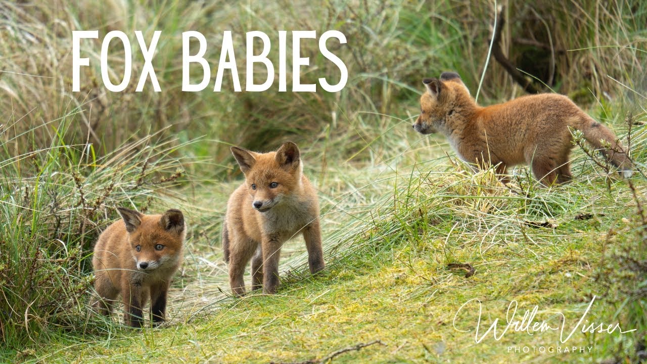 Don't miss these Baby Foxes playing with eachother 🦊 | 4K | Baby vosjes ...