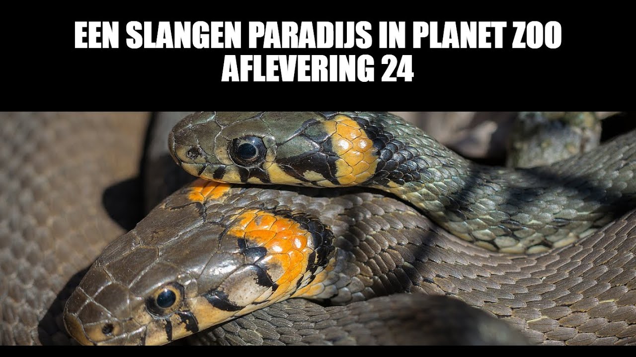 Een slangen paradijs in planet zoo aflevering 24 - YouTube